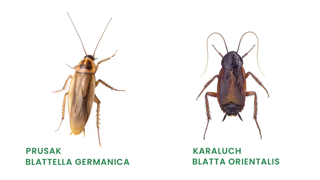 Karaluchy a prusaki – poznaj różnice, które decydują o skuteczności ...